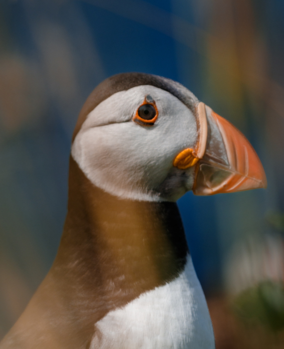Gordon Buchanan & Tobermory: A Mull Story in Whisky & Wildlife ...